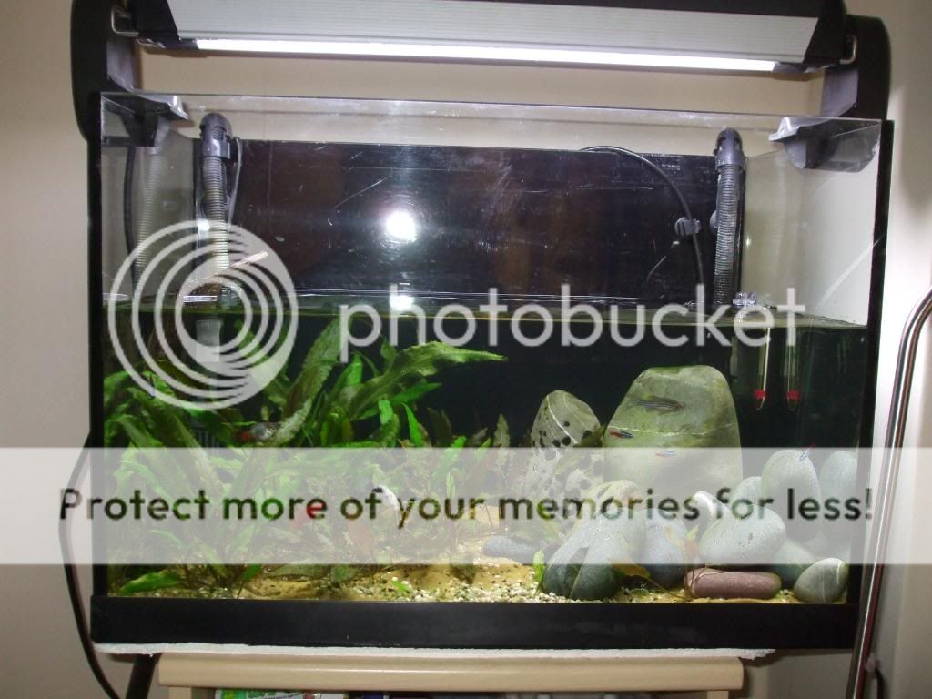 Lukes Riparium --plants are in at last! | Page 14 | The Planted Tank Forum