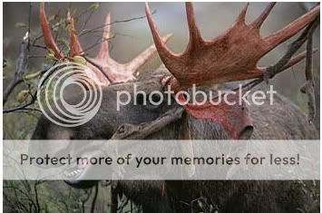 Moose scrape | Bushcraft USA Forums